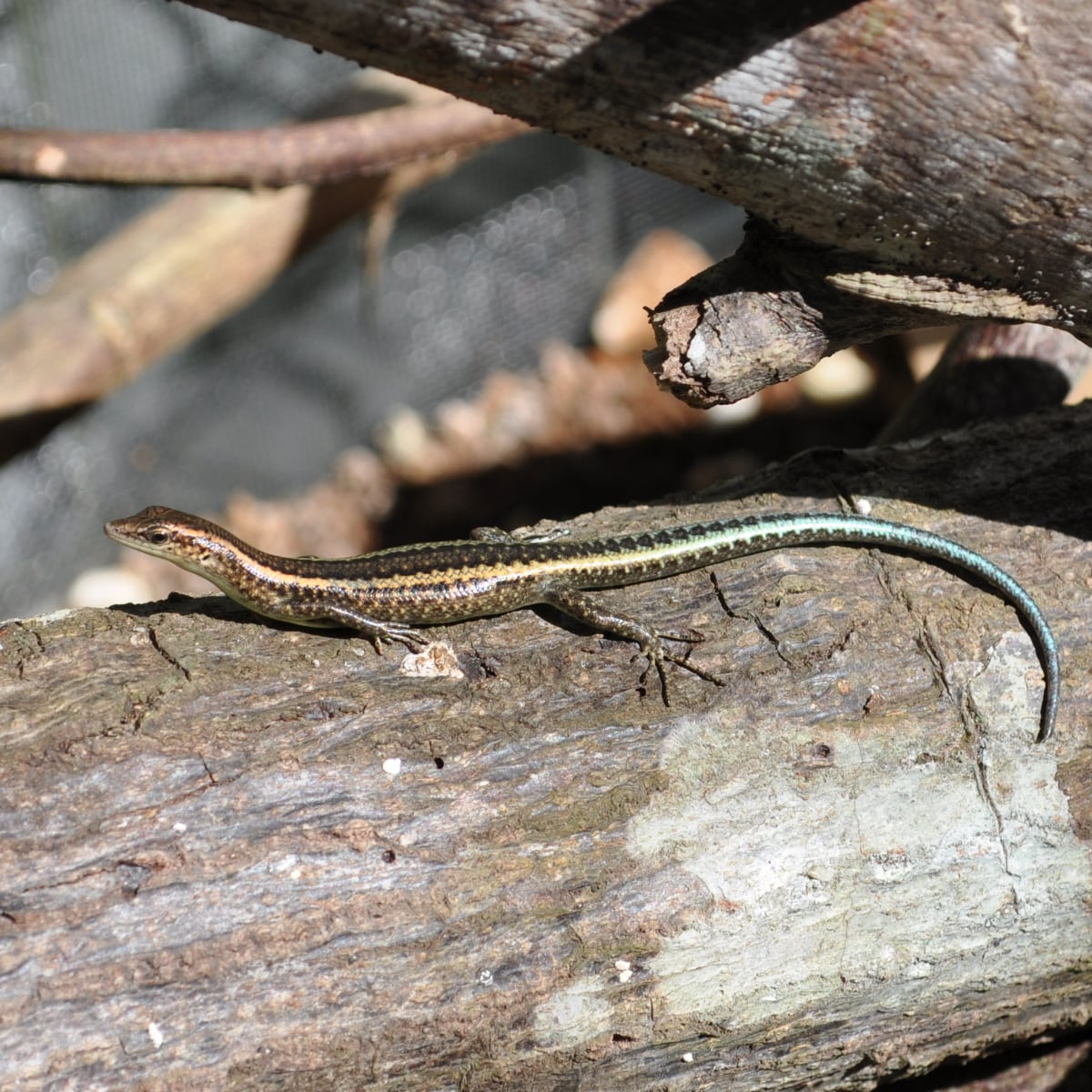 Threatened species breeding programs | Christmas Island National Park ...
