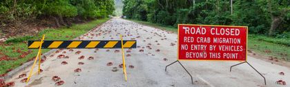 Christmas cheer as the red crabs march on | Christmas Island National ...