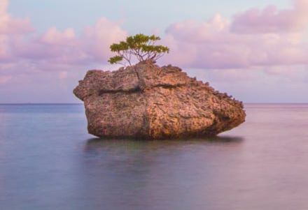 Robber crab | Christmas Island National Park | Parks Australia