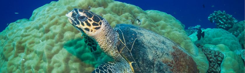 Turtles | Christmas Island National Park | Parks Australia