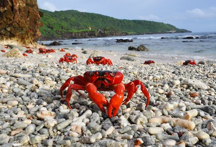 Ecotourism Expressions Of Interest Christmas Island National Park