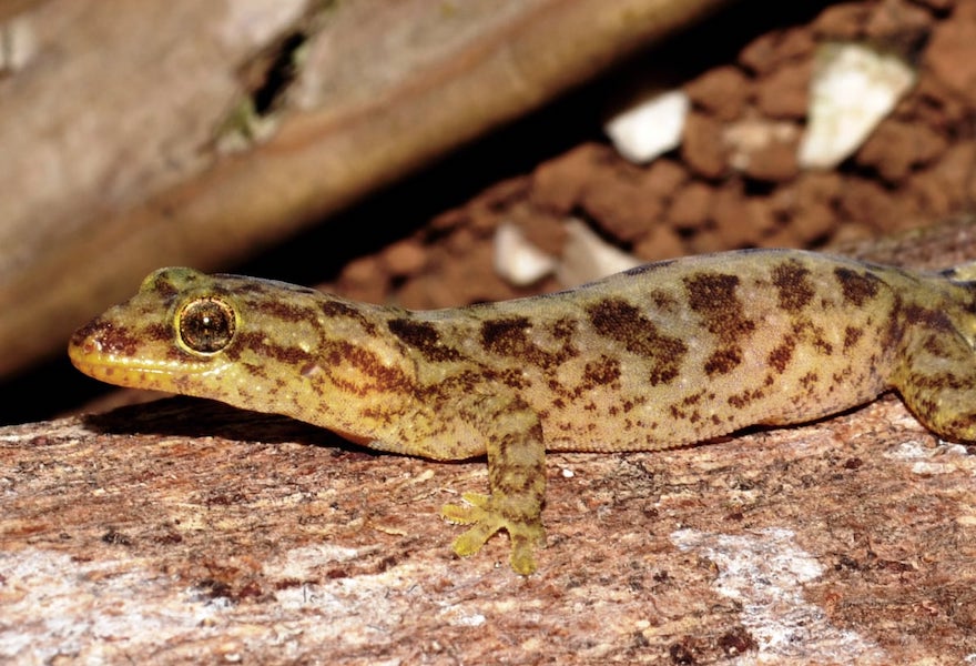 Lister’s gecko | Christmas Island National Park | Parks Australia
