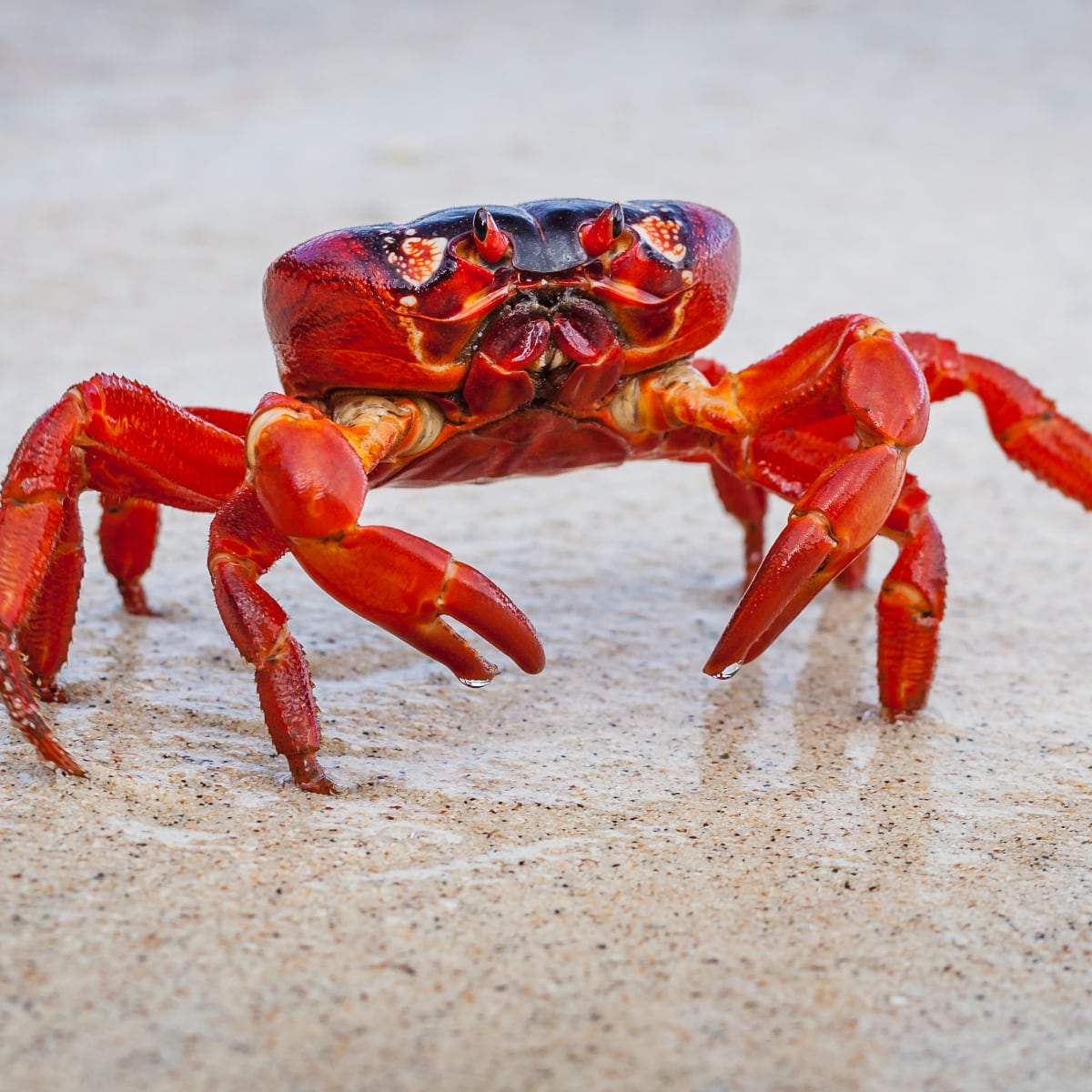 Red crab | Christmas Island National Park | Parks Australia