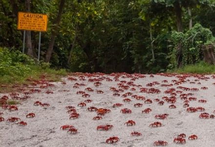 Red crab migration | Christmas Island National Park | Parks Australia