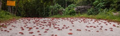 Red crab migration | Christmas Island National Park | Parks Australia