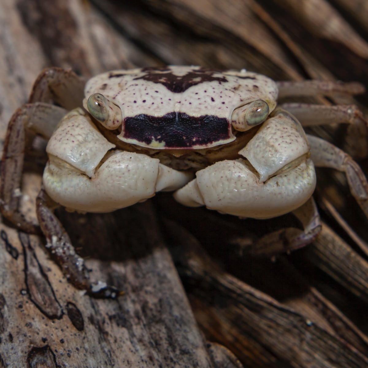 Mottled crab | Christmas Island National Park | Parks Australia