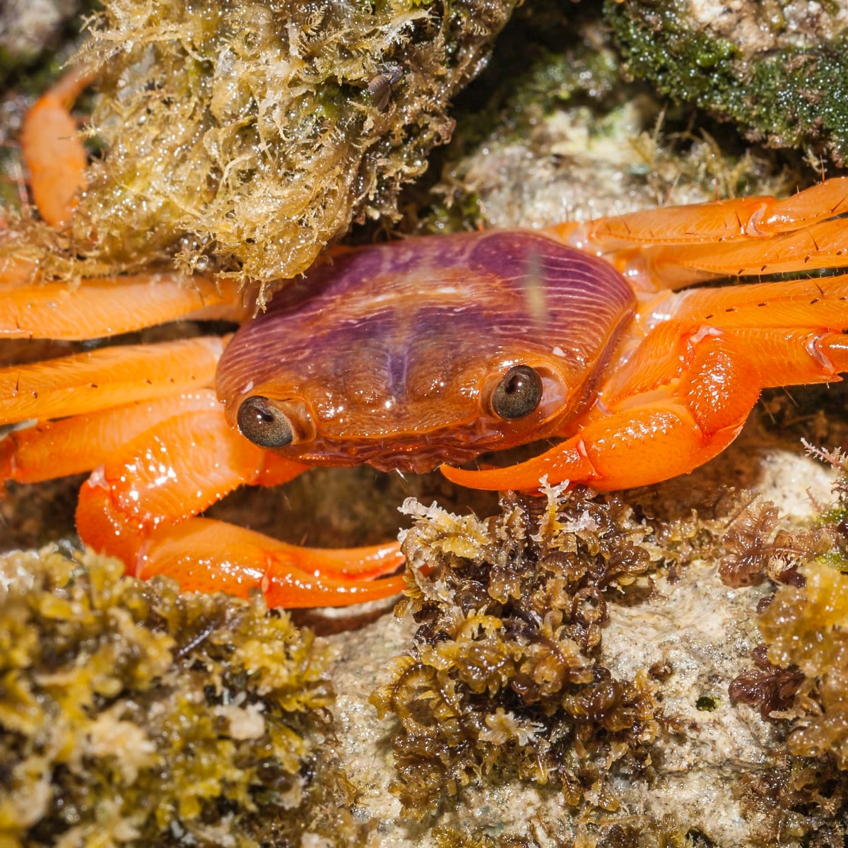 Red nipper | Christmas Island National Park | Parks Australia