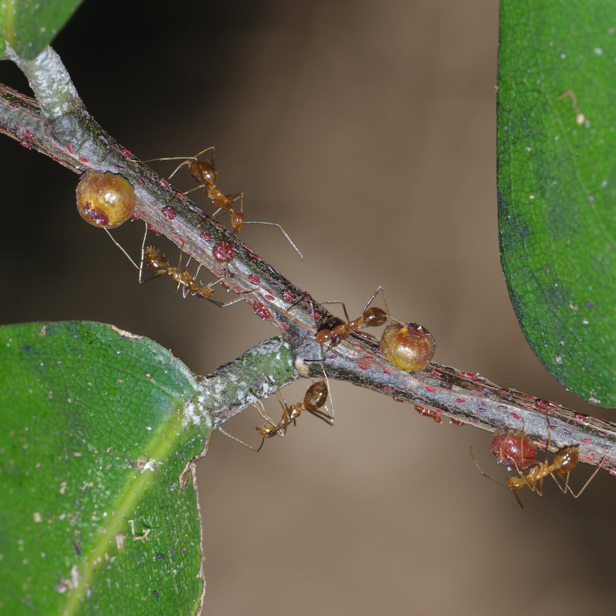 Yellow crazy ant biocontrol | Christmas Island National Park | Parks ...