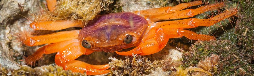 Red nipper | Christmas Island National Park | Parks Australia