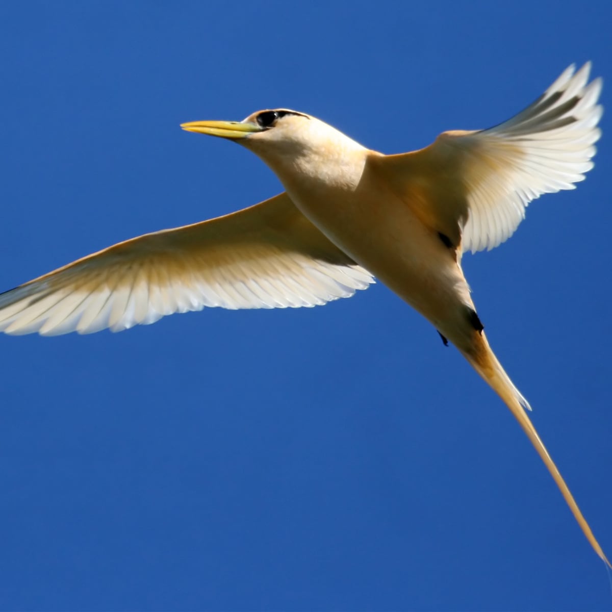 White-tailed tropicbird (golden bosun) | Christmas Island National Park ...